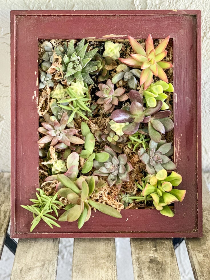 How to Make a Vibrant Vertical Succulent Planter (Easy) • IkornCrafts